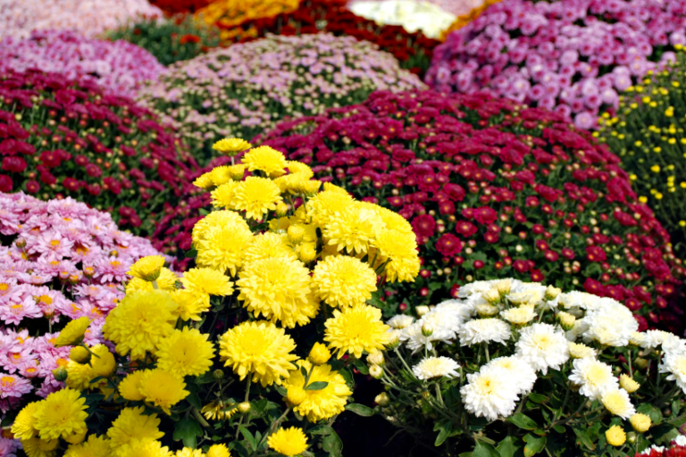 Nom de fleurs de A à Z avec photos : la liste complète - Entretien de ...