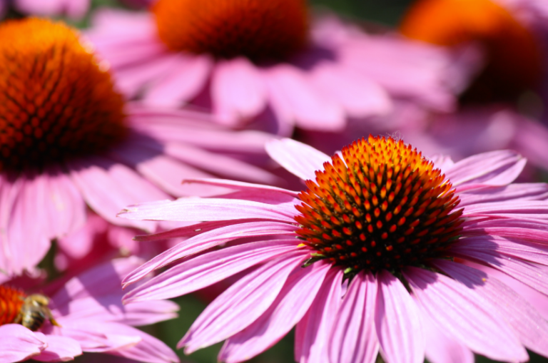 Nom de fleurs de A à Z avec photos : la liste complète - Entretien de ...