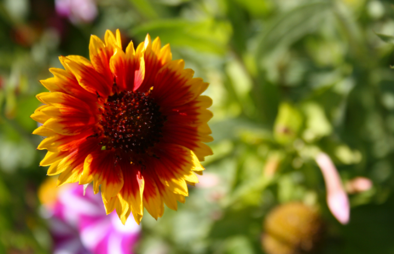 Nom de fleurs de A à Z avec photos : la liste complète - Entretien de ...