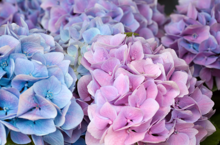 Nom de fleurs de A à Z avec photos : la liste complète - Entretien de ...